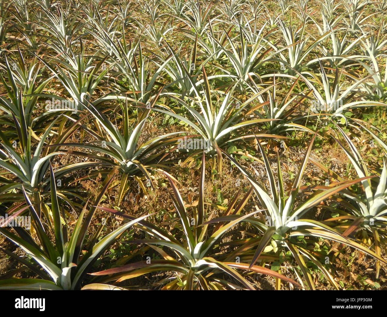 0432jfTalbak Doña Remedios Trinidad Pineapple fields Roads Hills Treesfvf 08 Stock Photo - Alamy