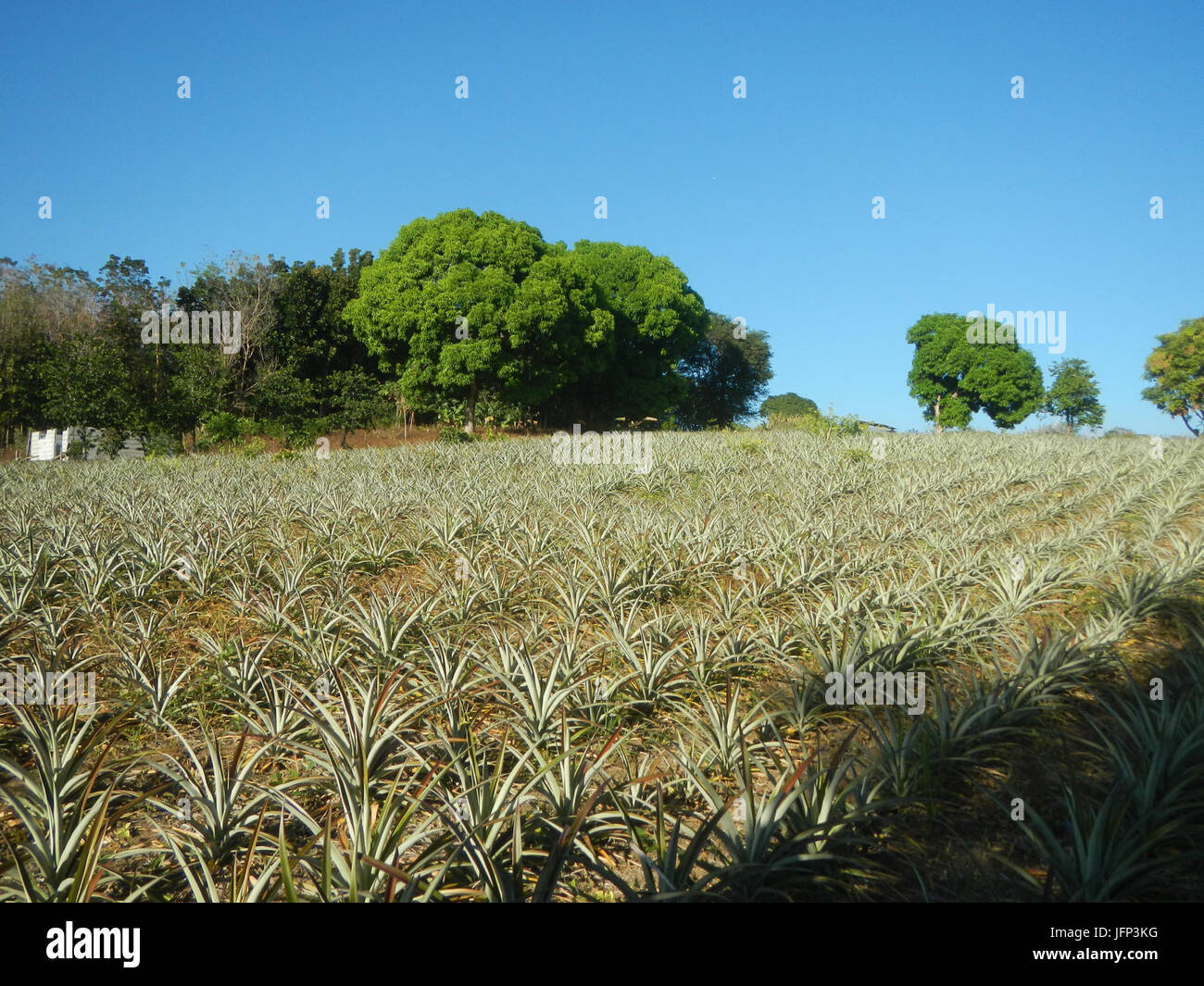 0432jfTalbak Doña Remedios Trinidad Pineapple fields Roads Hills Treesfvf 15 Stock Photo - Alamy