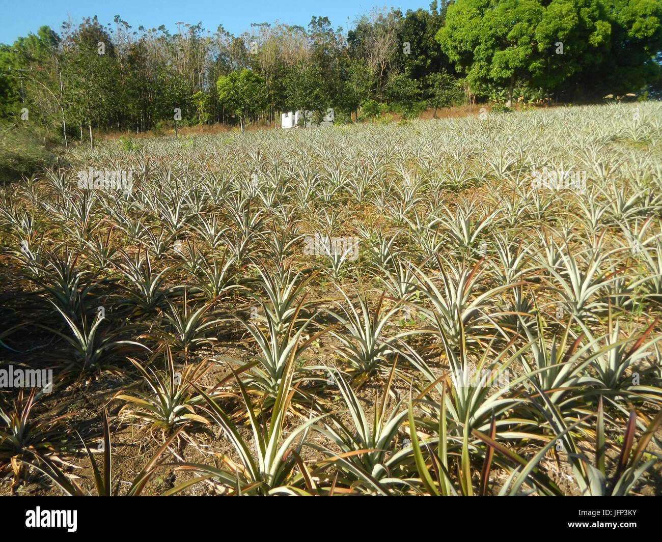 0432jfTalbak Doña Remedios Trinidad Pineapple fields Roads Hills Treesfvf 16 Stock Photo - Alamy