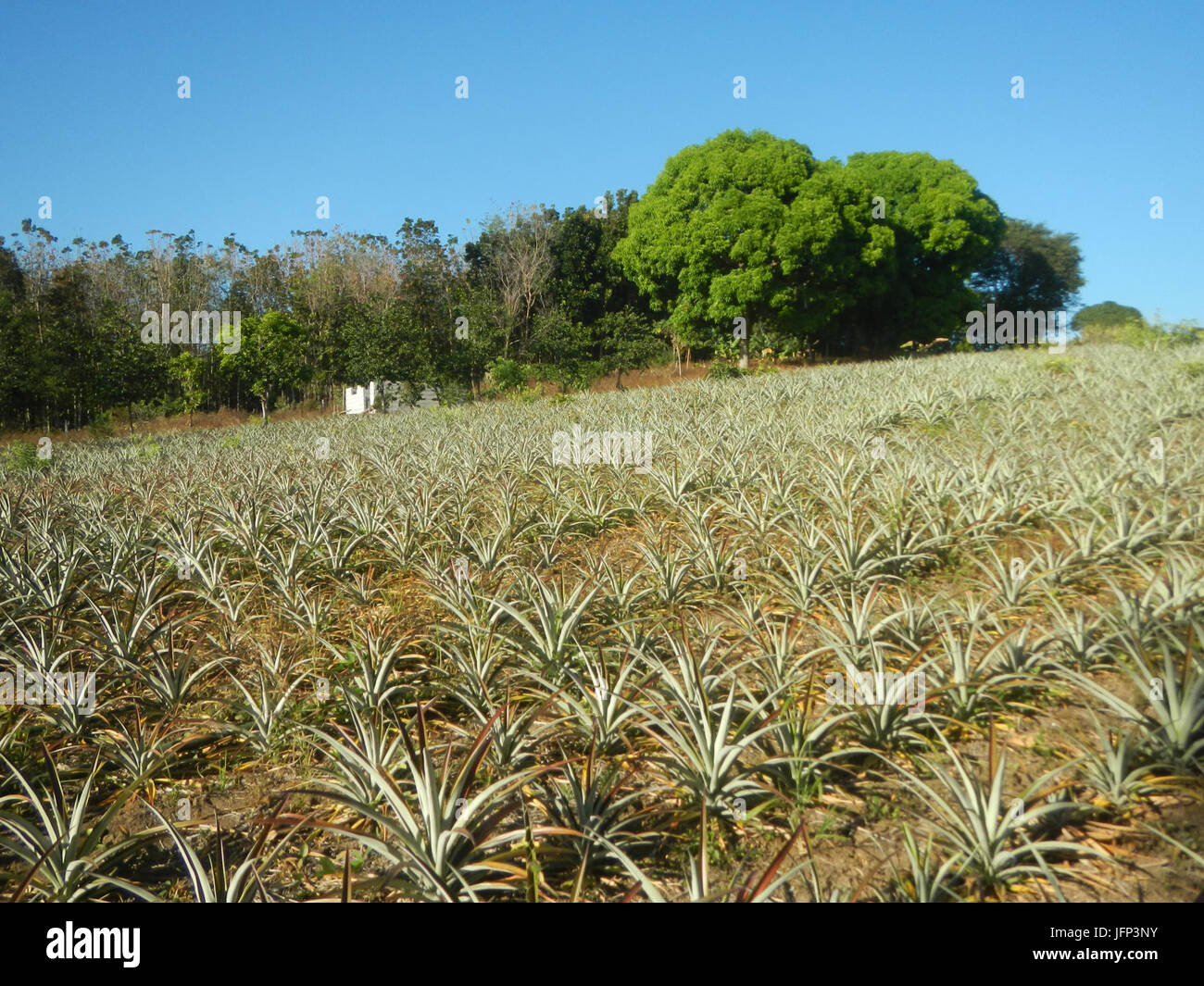 0432jfTalbak Doña Remedios Trinidad Pineapple fields Roads Hills Treesfvf 21 Stock Photo - Alamy