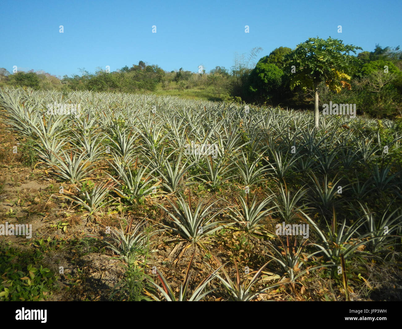 0432jfTalbak Doña Remedios Trinidad Pineapple fields Roads Hills Treesfvf 30 Stock Photo - Alamy