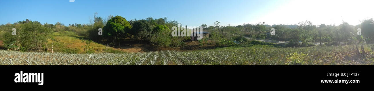 0432jfTalbak Doña Remedios Trinidad Pineapple fields Roads Hills Treesfvf 44 Stock Photo - Alamy
