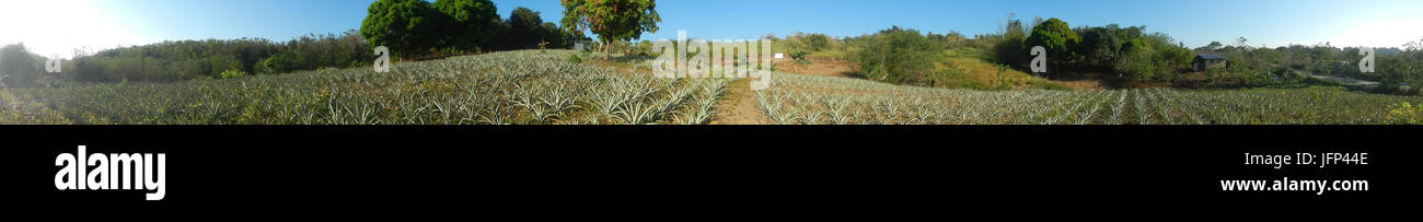 0432jfTalbak Doña Remedios Trinidad Pineapple fields Roads Hills Treesfvf 47 Stock Photo - Alamy