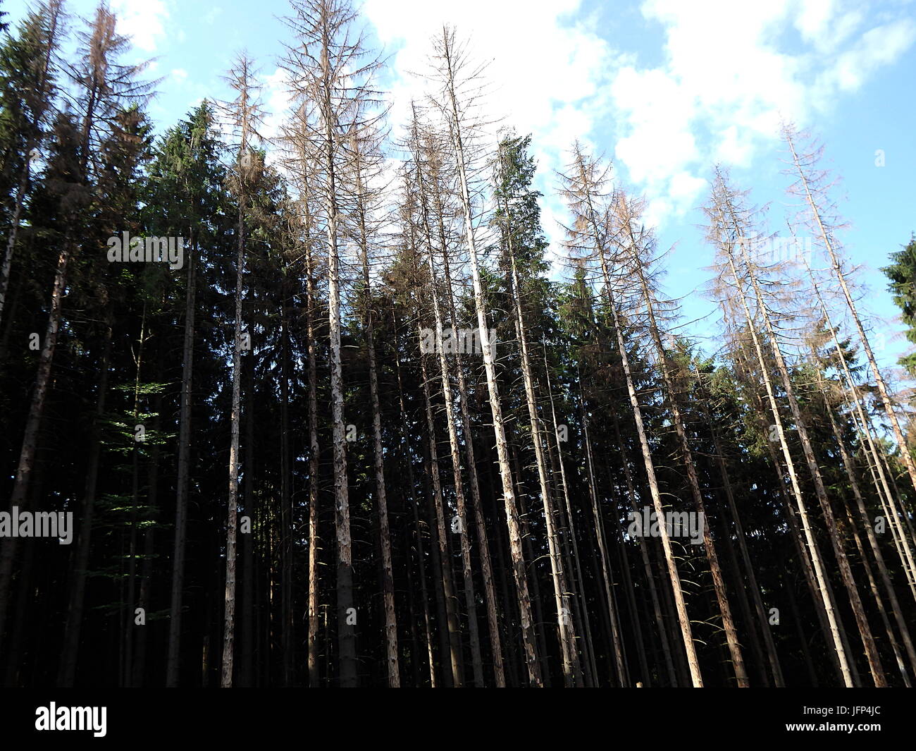dead spruce forest and blue sky, dry spruce trees Stock Photo - Alamy