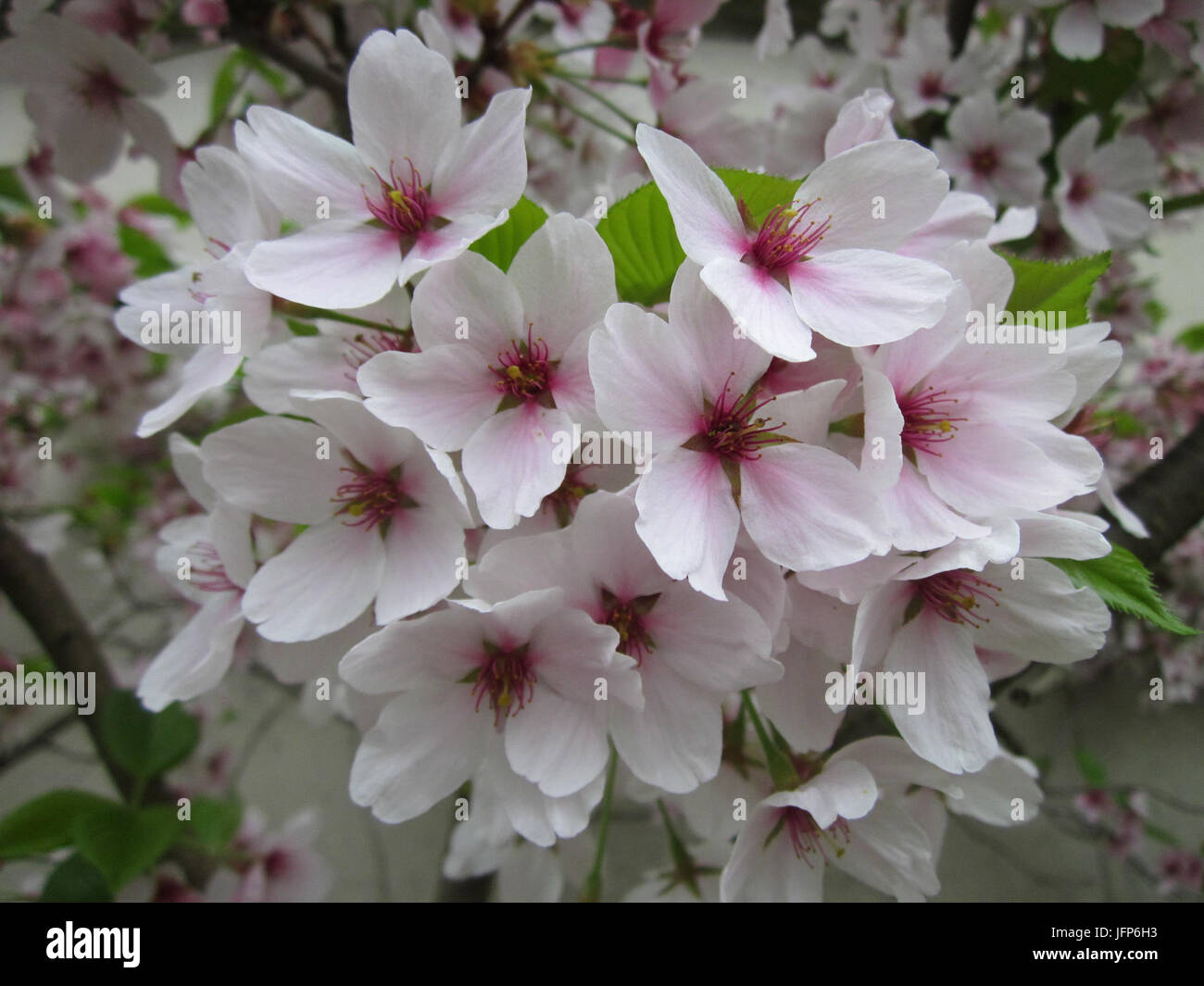 Flowering plum tree varieties hi-res stock photography and images - Alamy
