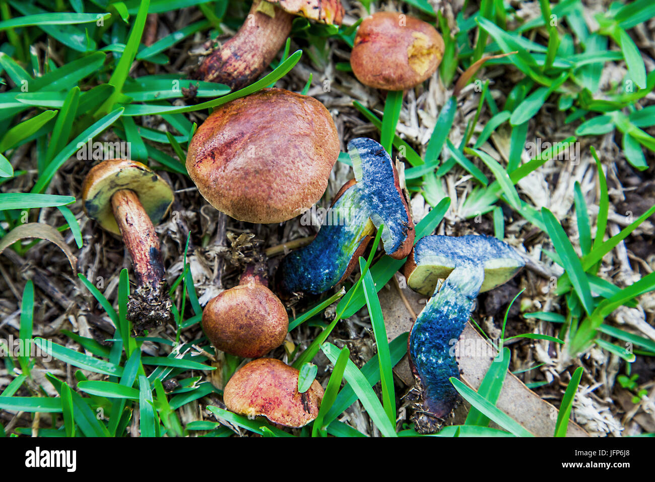 Blue stalk mushroom hi-res stock photography and images - Alamy