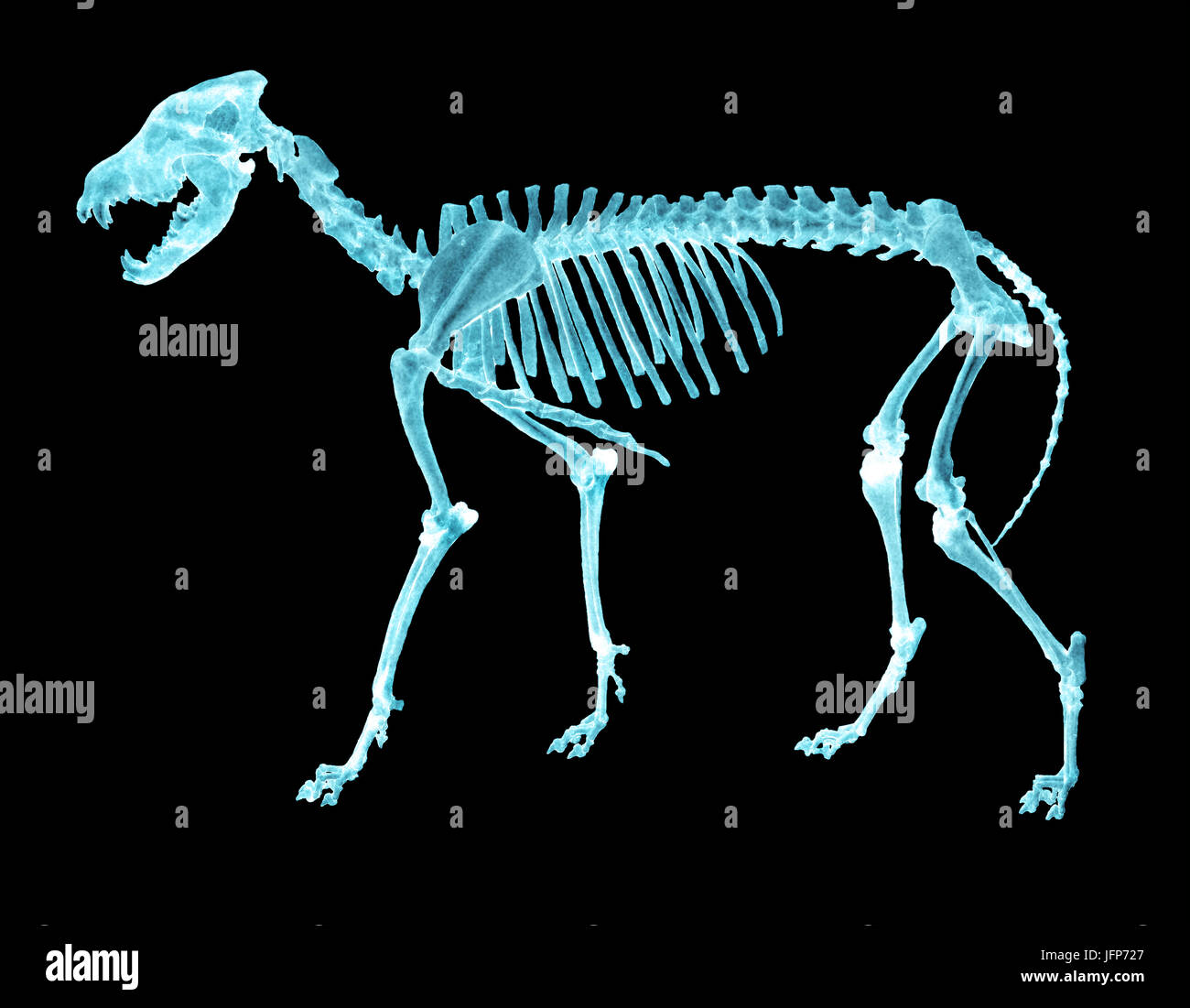 Wolf Skeleton