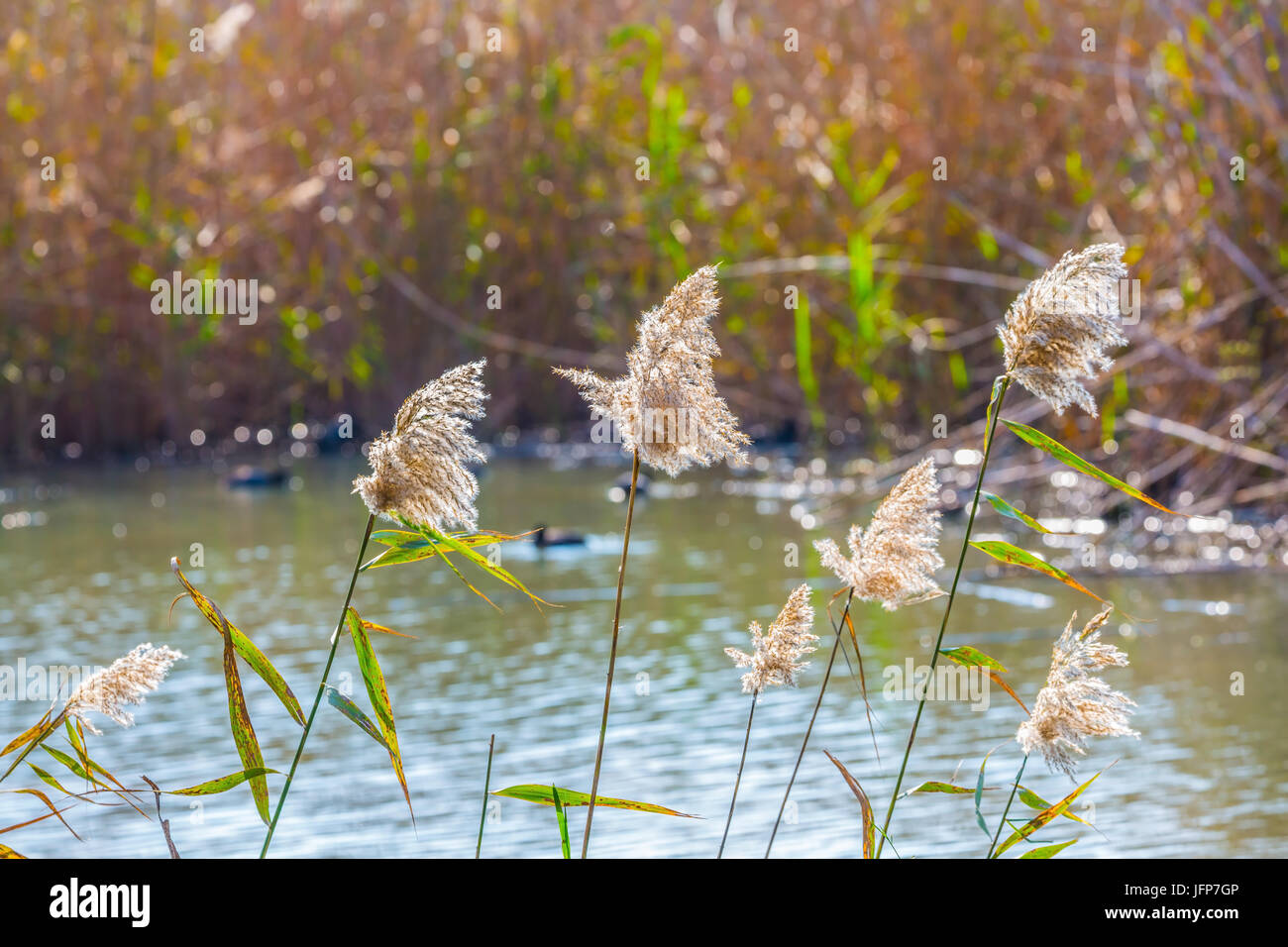 Migrating and wintering waterfowl hi-res stock photography and images ...