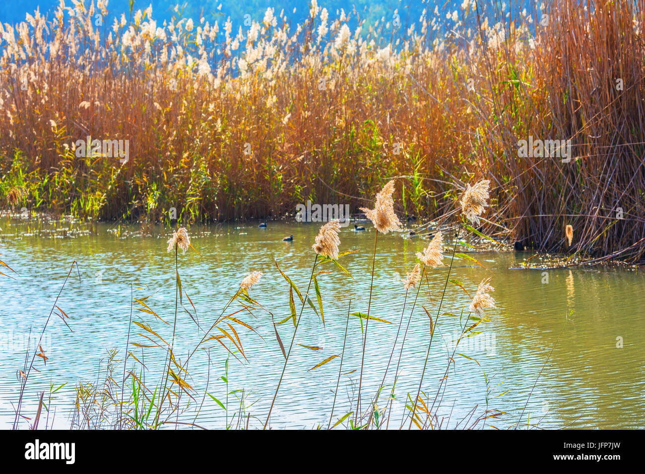 Dense thickets of grass Stock Photo - Alamy