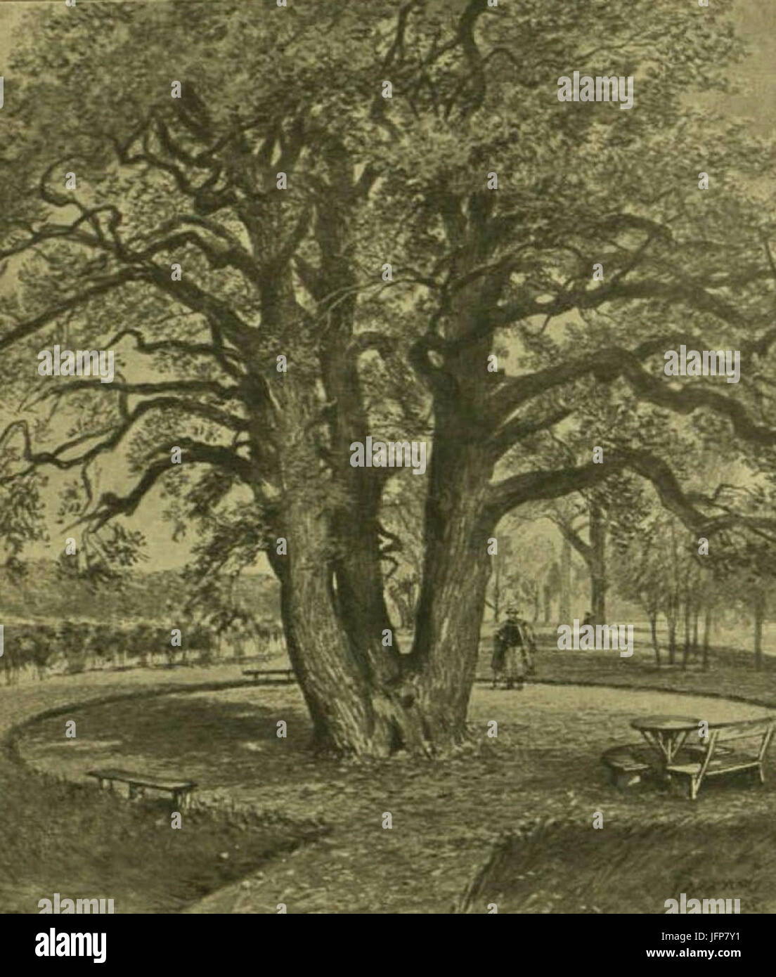 A babati nagy tölgy Stock Photo - Alamy