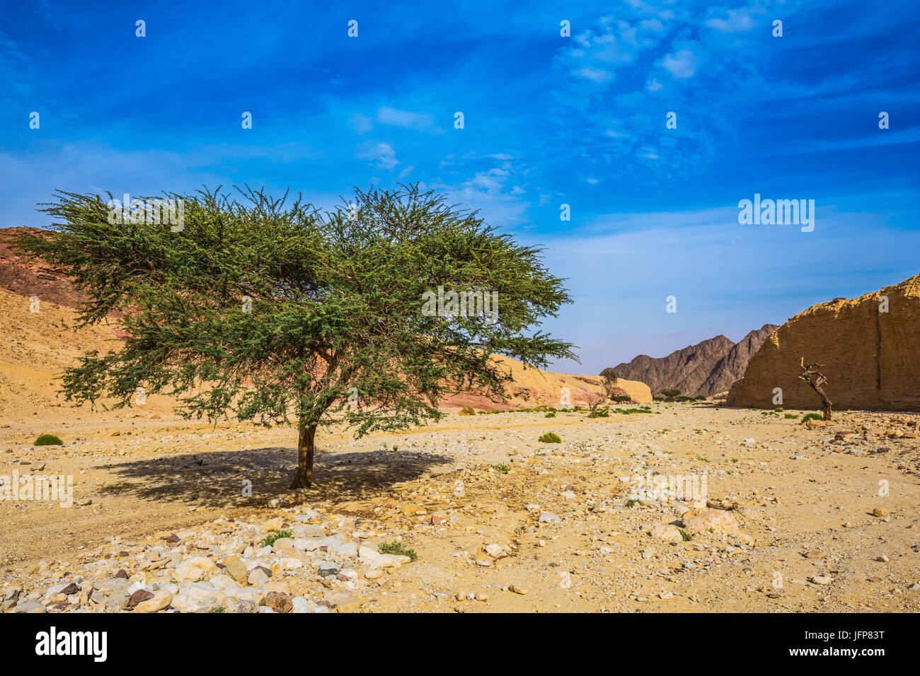 Tree Desert Acacia tortilis Stock Photo - Alamy