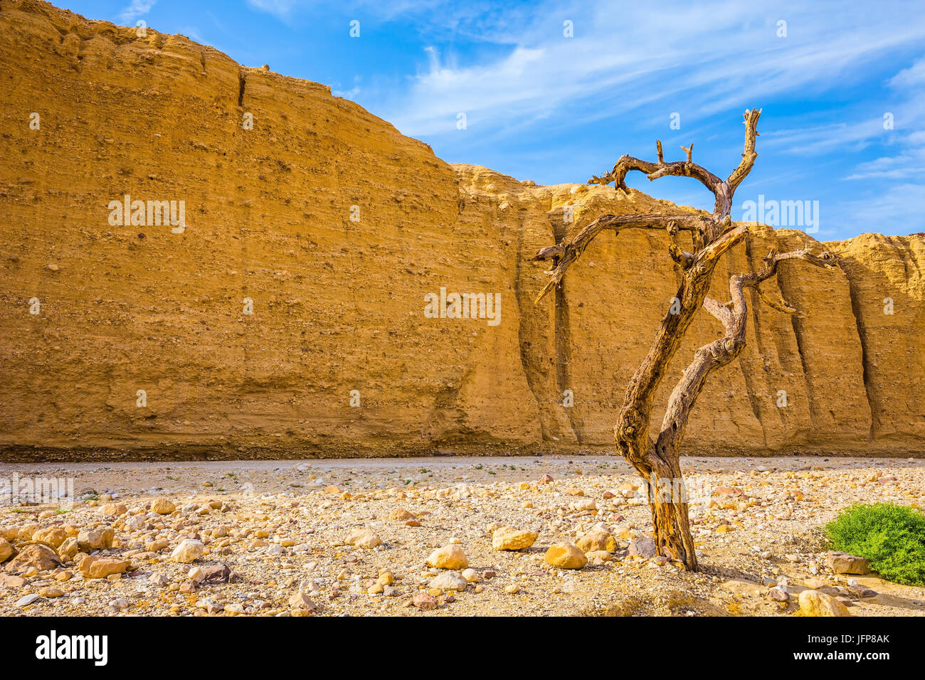 Curved tree hi-res stock photography and images - Alamy