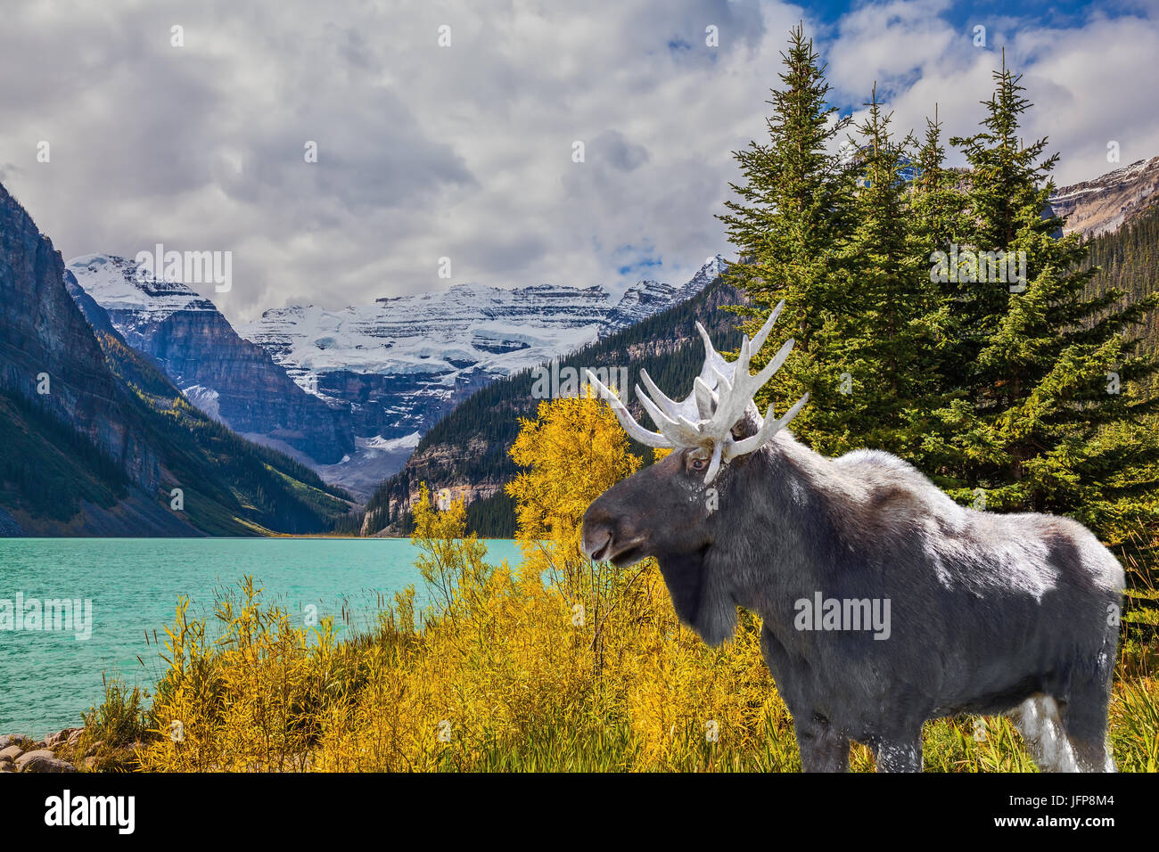 Magnificent Moose went for walk Stock Photo - Alamy