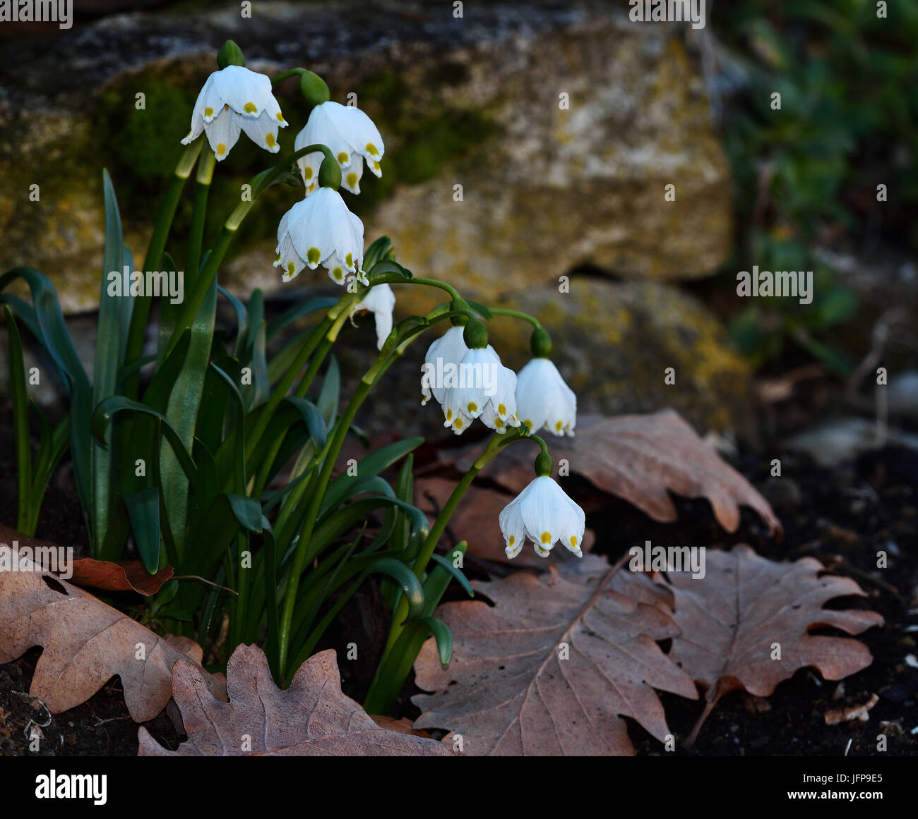 snowflake; spring snowflake; Leucojum vernum Stock Photo - Alamy