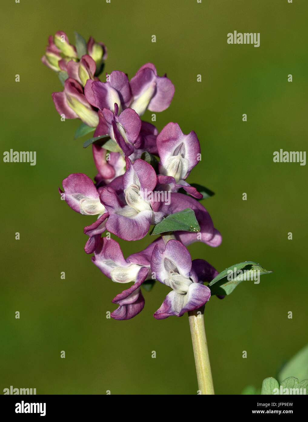 hollowroot; flower; blossom Stock Photo - Alamy