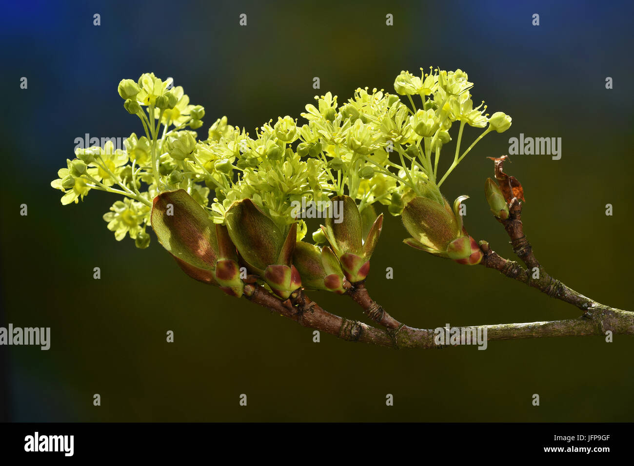 maple; european maple; blossom Stock Photo - Alamy