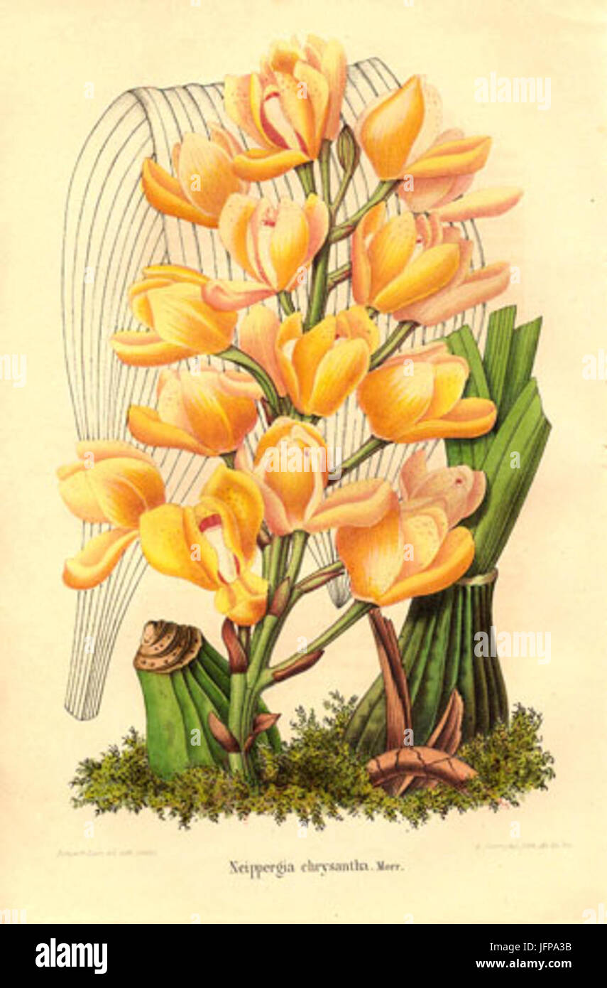 Acineta chrysantha is an orchid species, depicted here in a detailed ...
