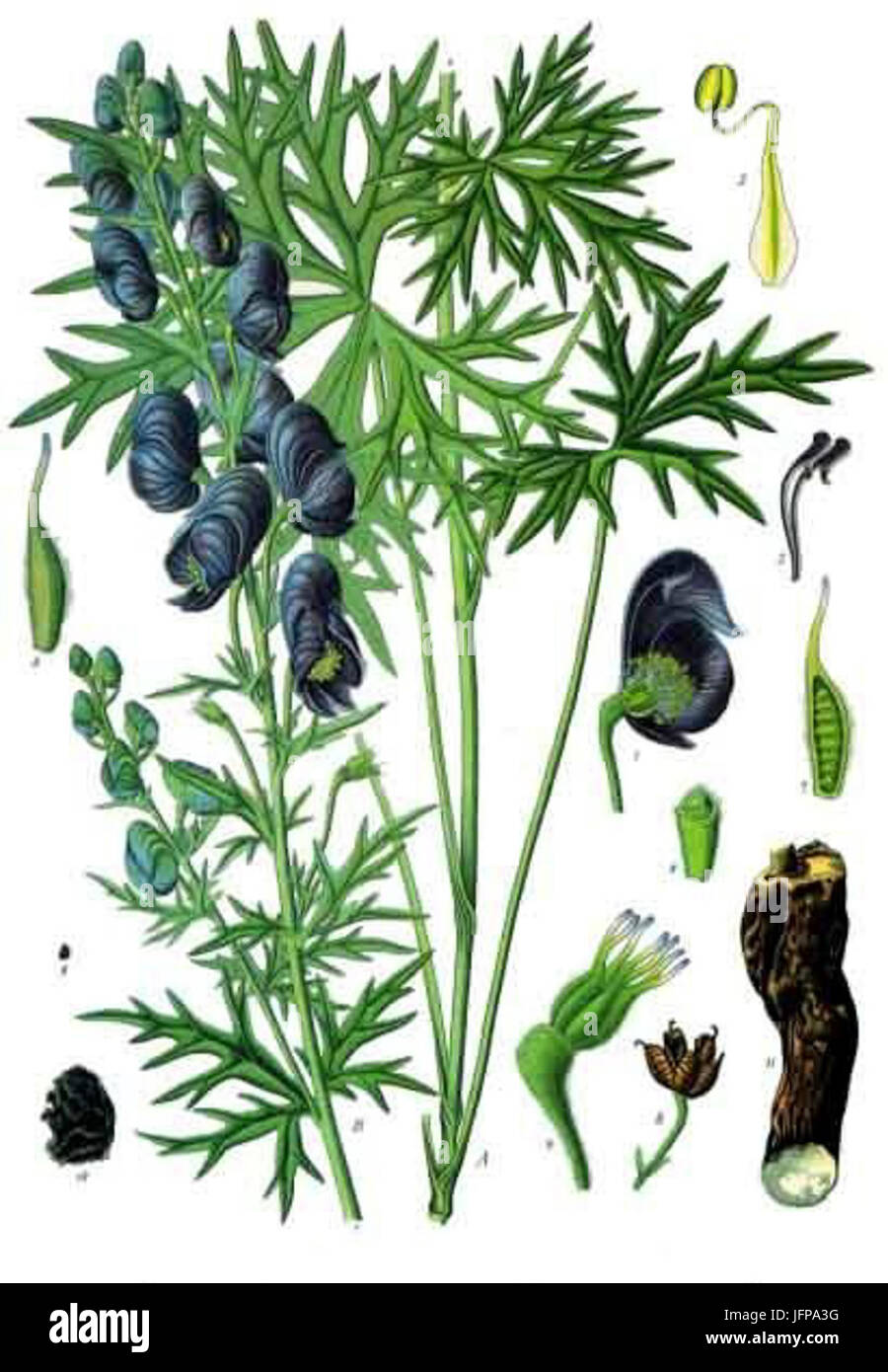 Aconitum ferox Cut Out Stock Images & Pictures - Alamy