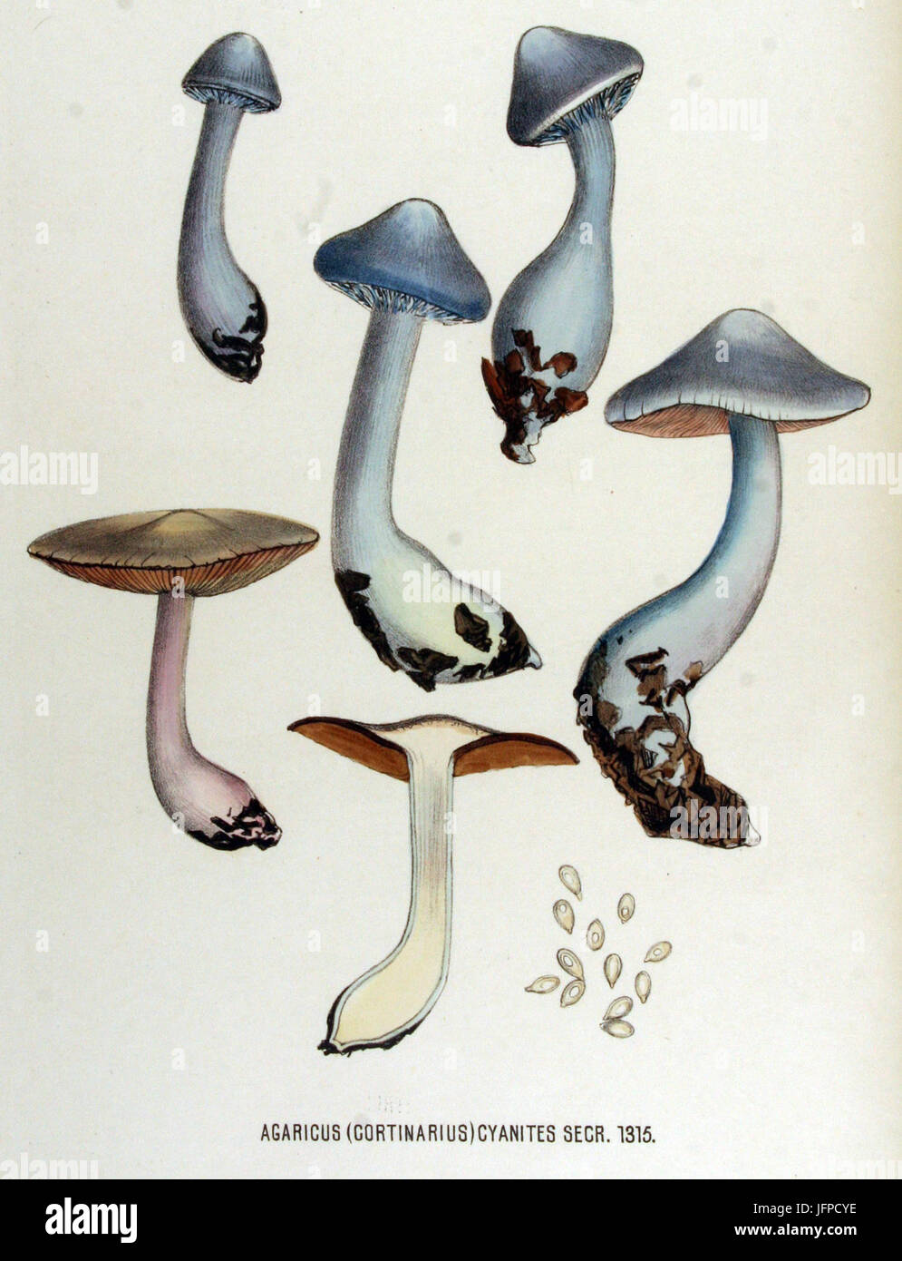Agaricus cortinarius Flora Batava Volume v17 Stock Photo - Alamy