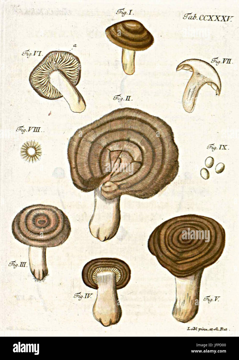 Agaricus fuscus-Schäffer Fung Bavar 3 Taf.235 Stock Photo - Alamy
