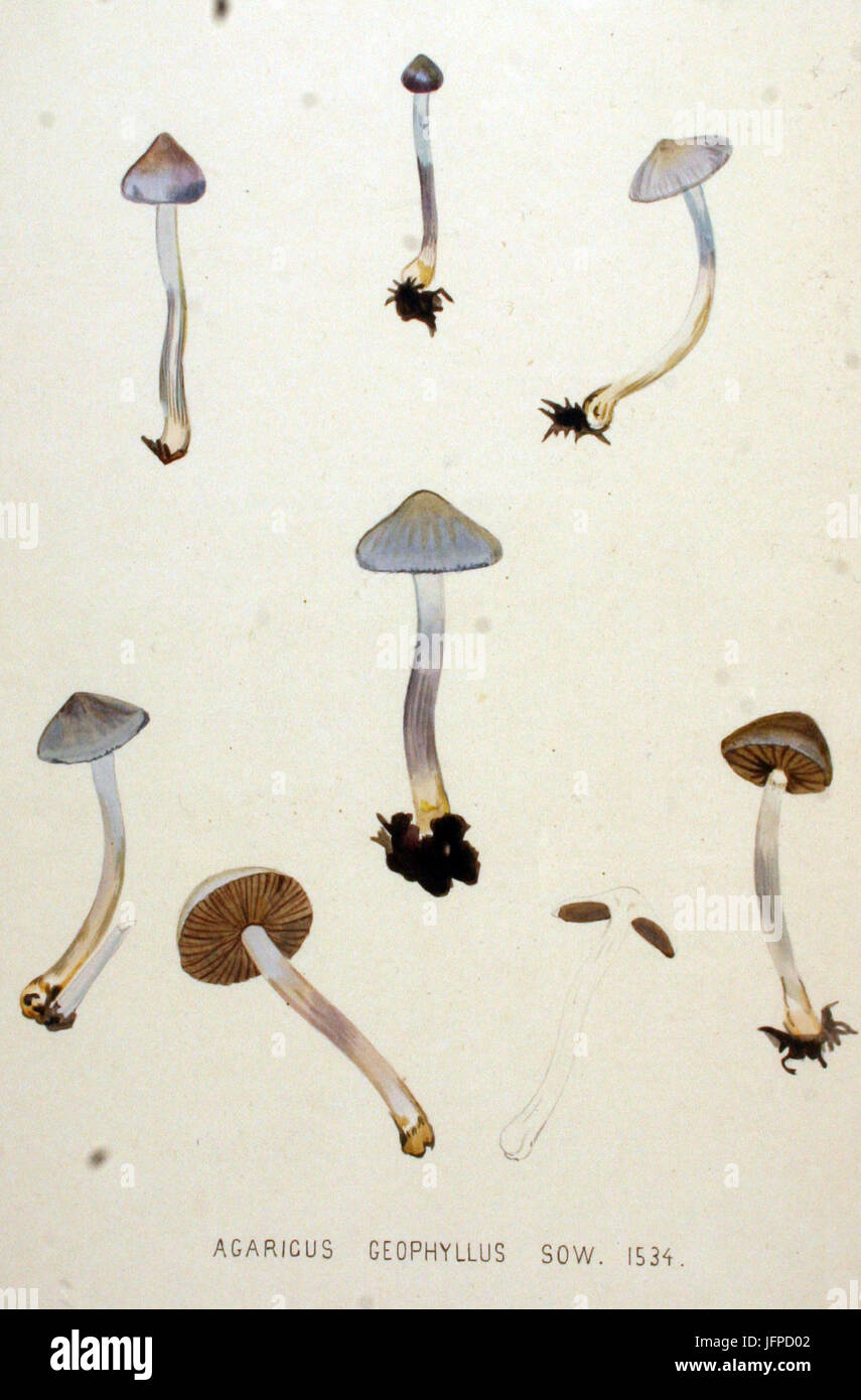 Agaricus geophyllus Flora Batava Volume v20 Stock Photo - Alamy