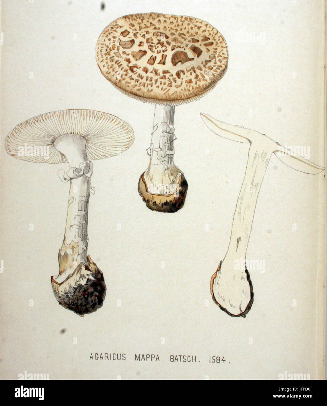 Agaricus mappa Flora Batava Volume v20 Stock Photo - Alamy