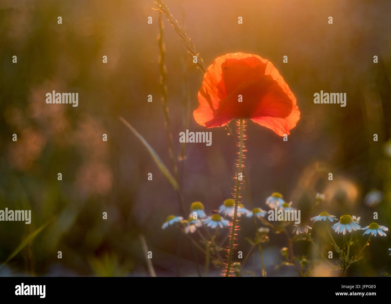 Red poppy lights in the sunset, blurred background Stock Photo - Alamy