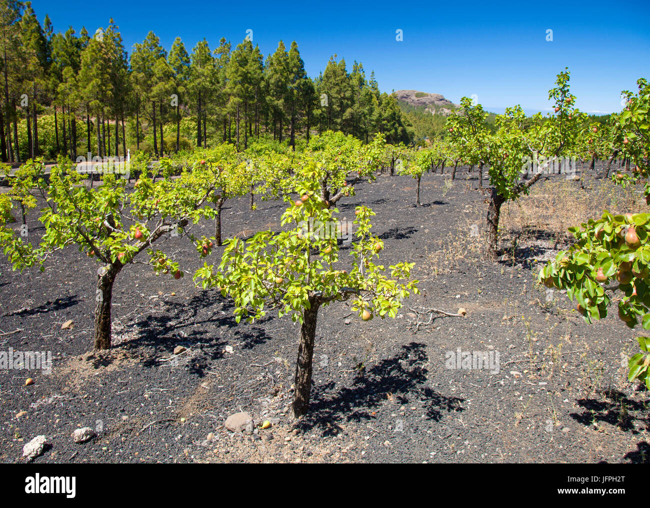 Gran Canaria, June, orchards of small pear trees in Las Cumbres, the ...