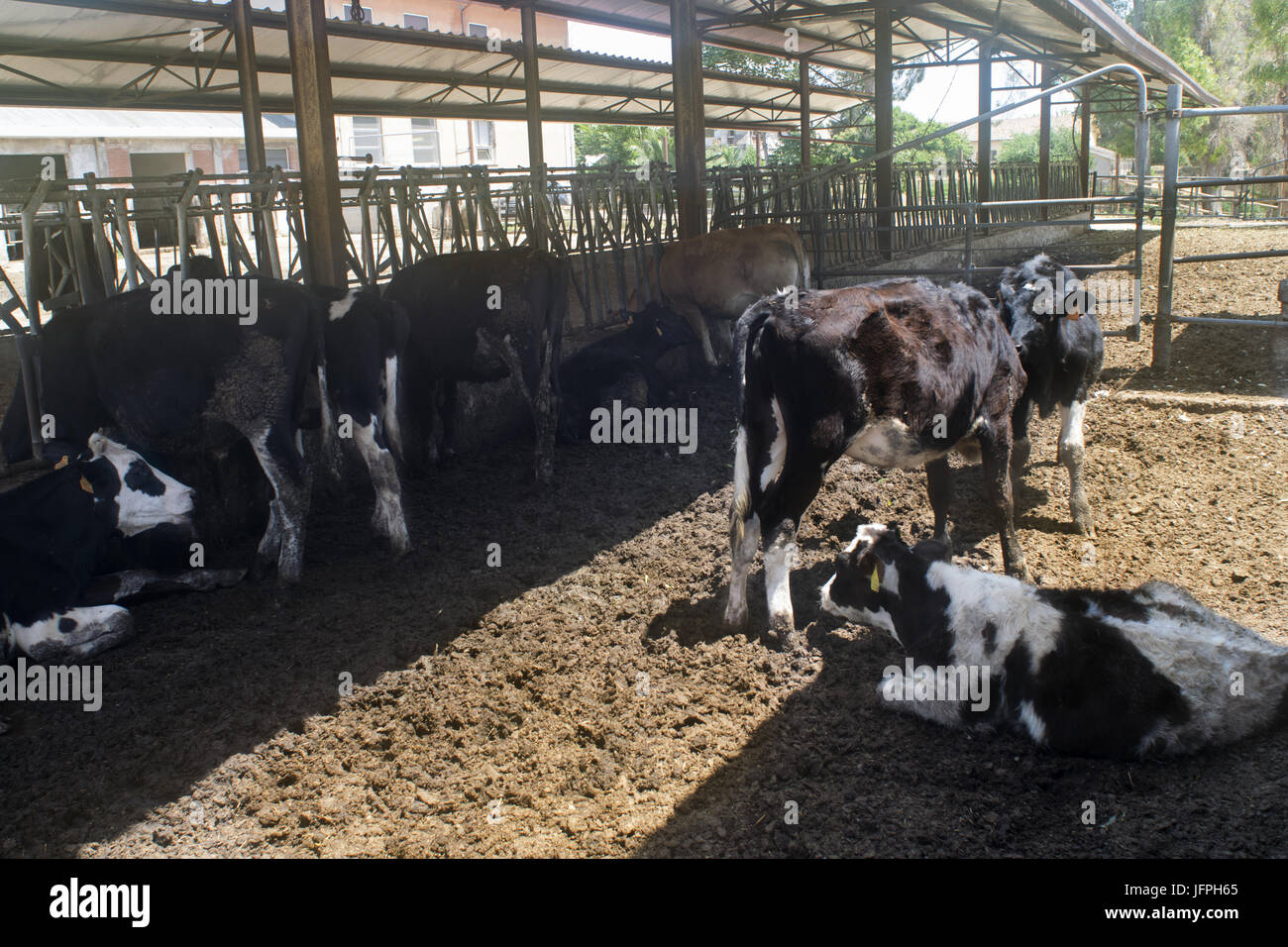 cowshed with cows of chianina breed in the middle at the hay Stock ...