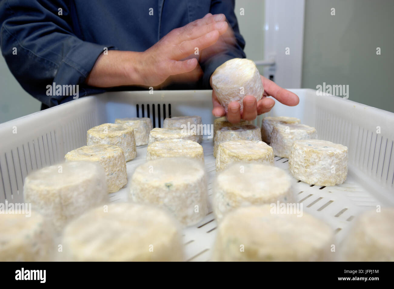 manufacture of cheese Stock Photo - Alamy