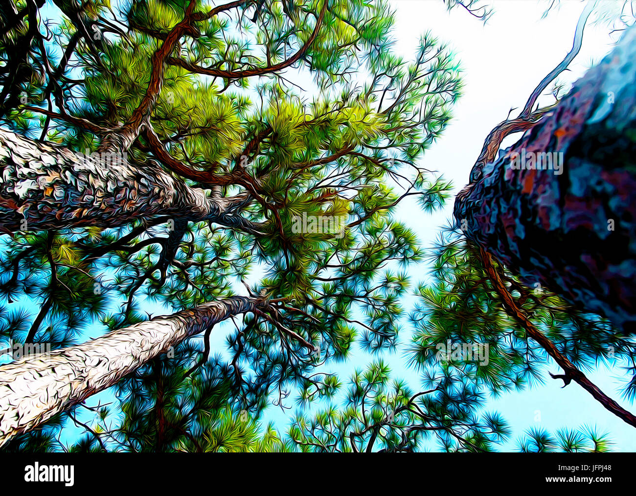 Oak trees vector hi-res stock photography and images - Alamy