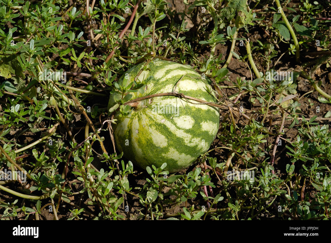 watermelon in the field Stock Photo - Alamy