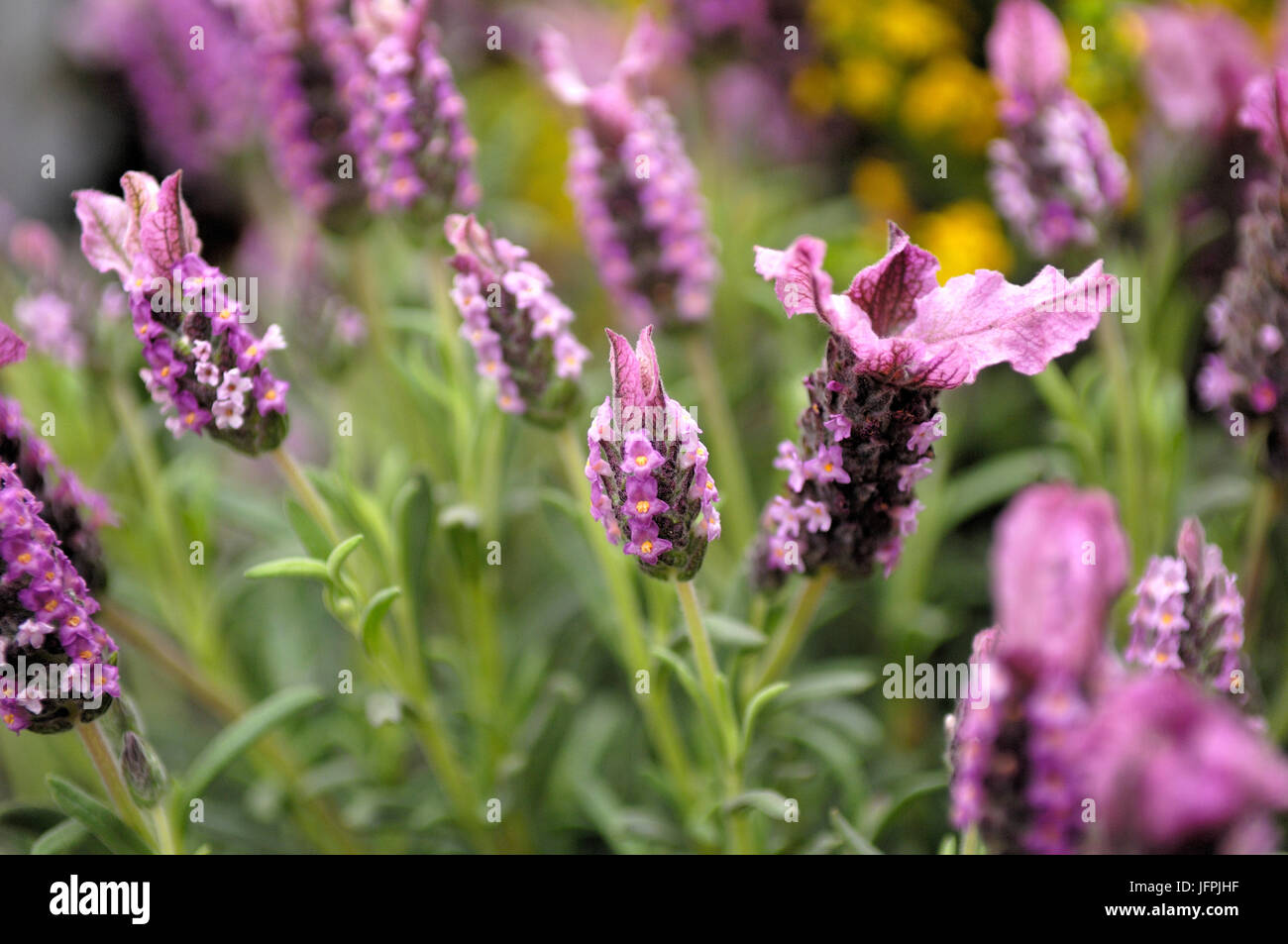 Field crop organic lavander hi-res stock photography and images - Alamy