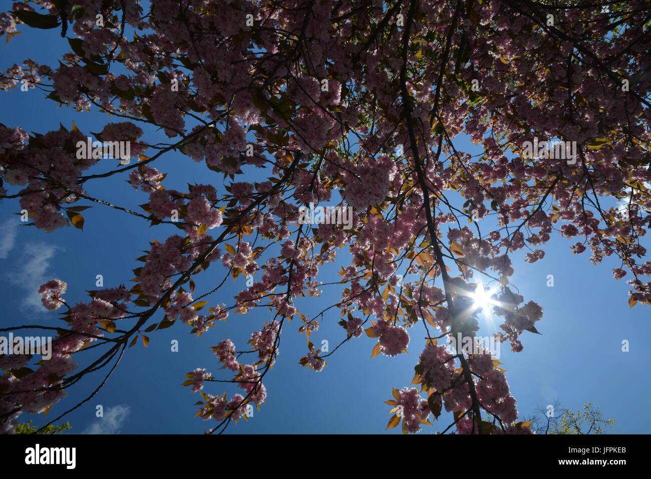Spring in Berlin at the station Attilastrasse on May 2, 2016, Germany ...