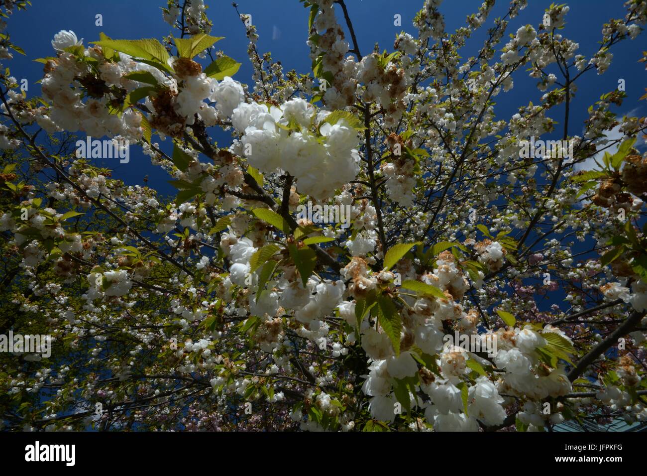 Spring in Berlin at the station Attilastrasse on May 2, 2016, Germany ...