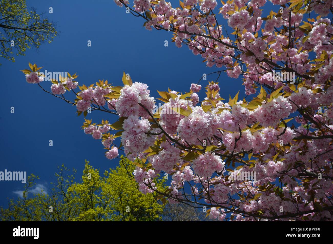 Spring in Berlin at the station Attilastrasse on May 2, 2016, Germany ...