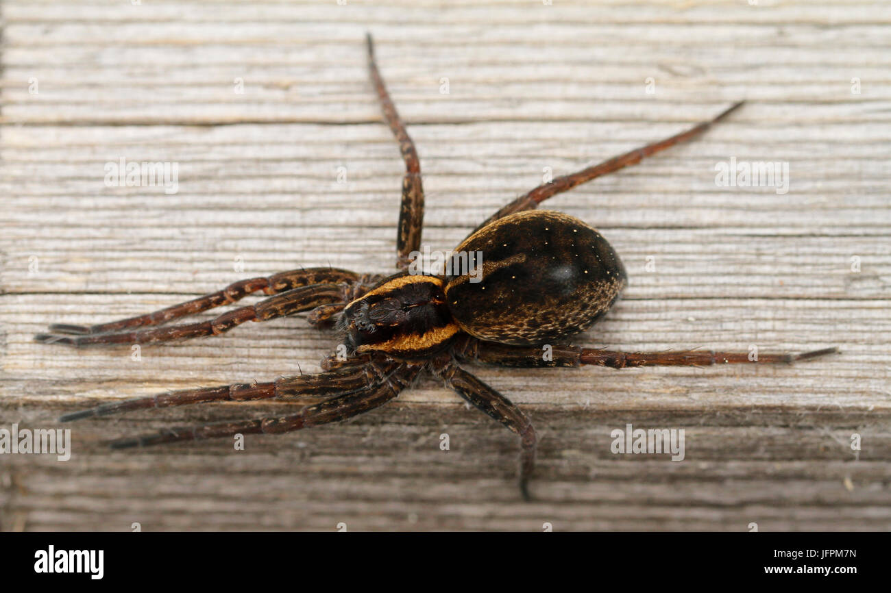 Dolomedes fimbriatus raft spider hi-res stock photography and images ...