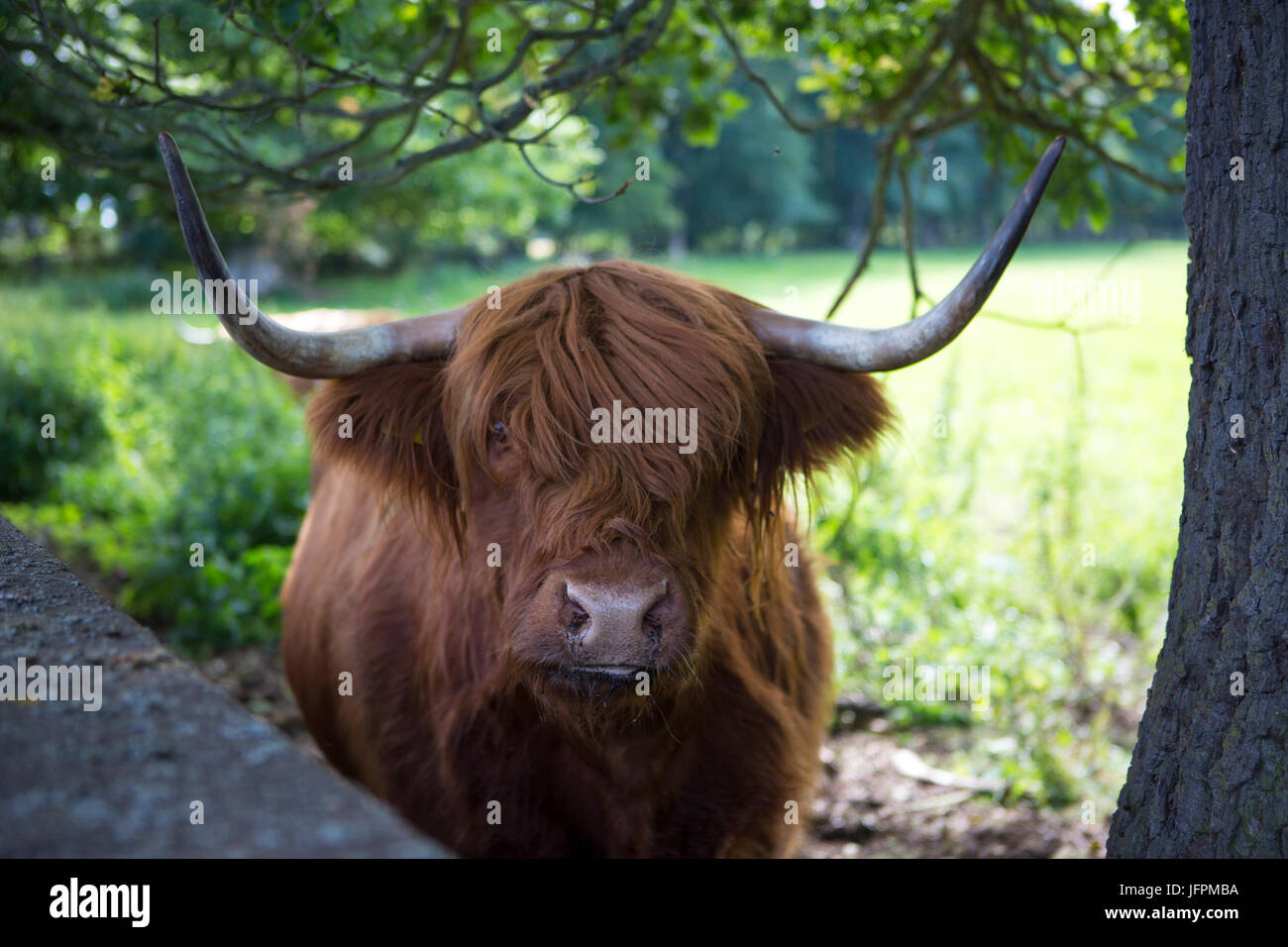 Highlander Cow - Scotland Stock Photo - Alamy