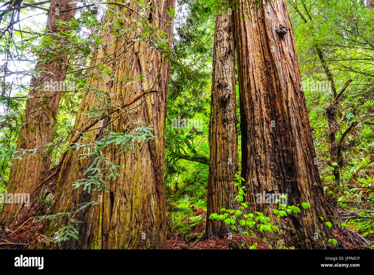 Redwood Forest with giant red cedar trees Stock Photo - Alamy
