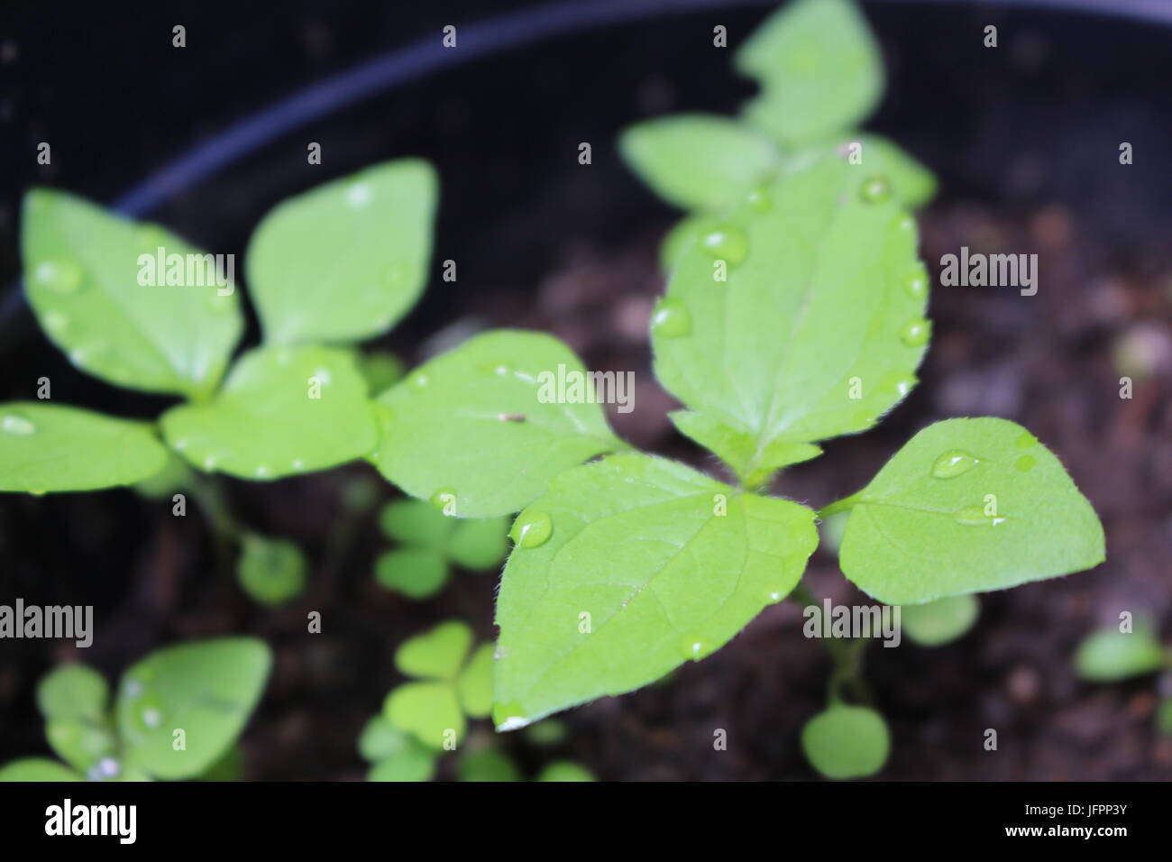 Sprouting plants hi-res stock photography and images - Alamy