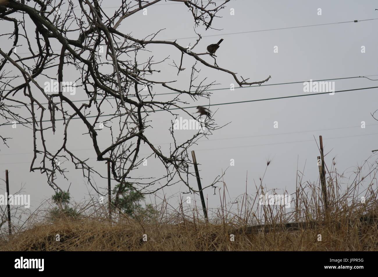 Birds on dead tree hi-res stock photography and images - Alamy
