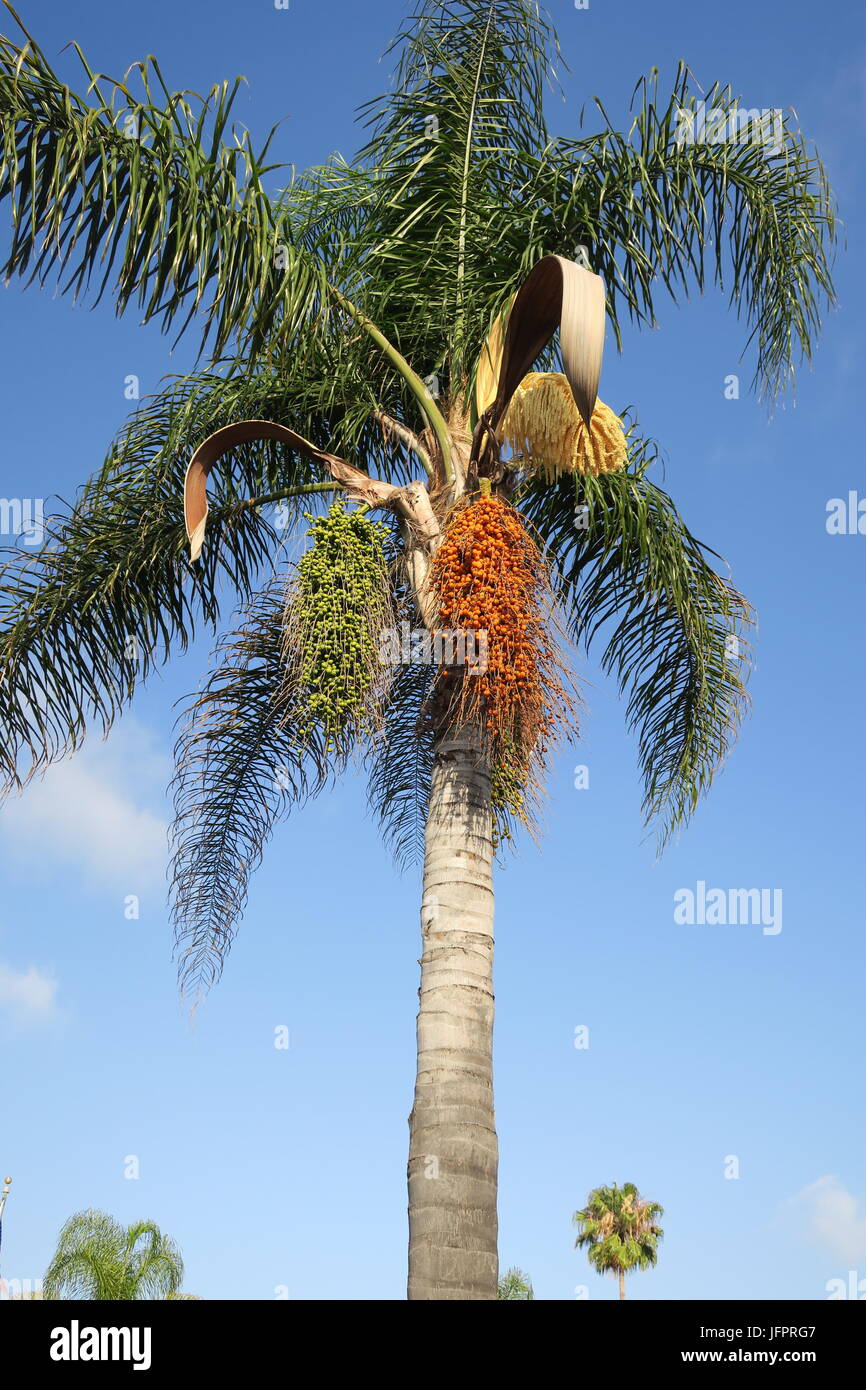date palm with fruit and flower clusters Stock Photo - Alamy