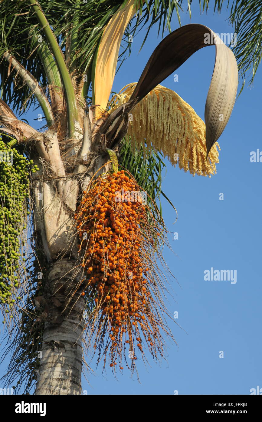 date palm with fruit and flower clusters Stock Photo - Alamy