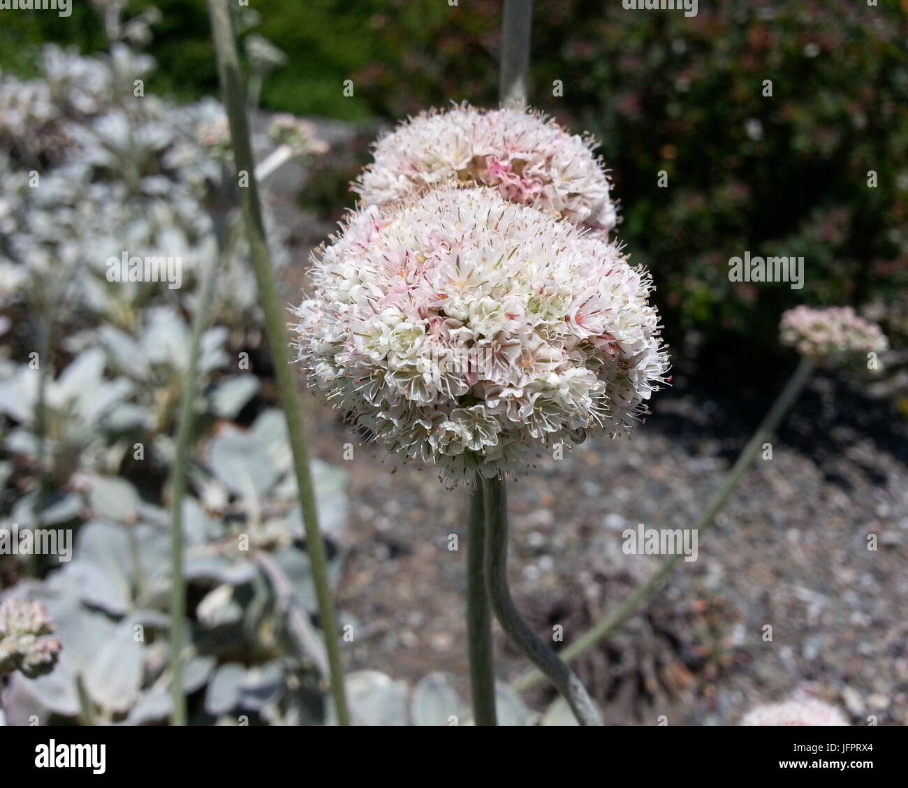 Buckwheat flowers hi-res stock photography and images - Alamy