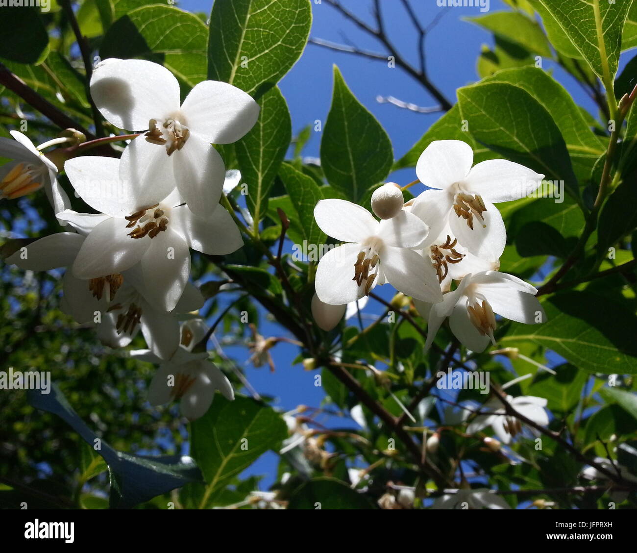 Japanese Snowbell Tree Stock Photo - Alamy