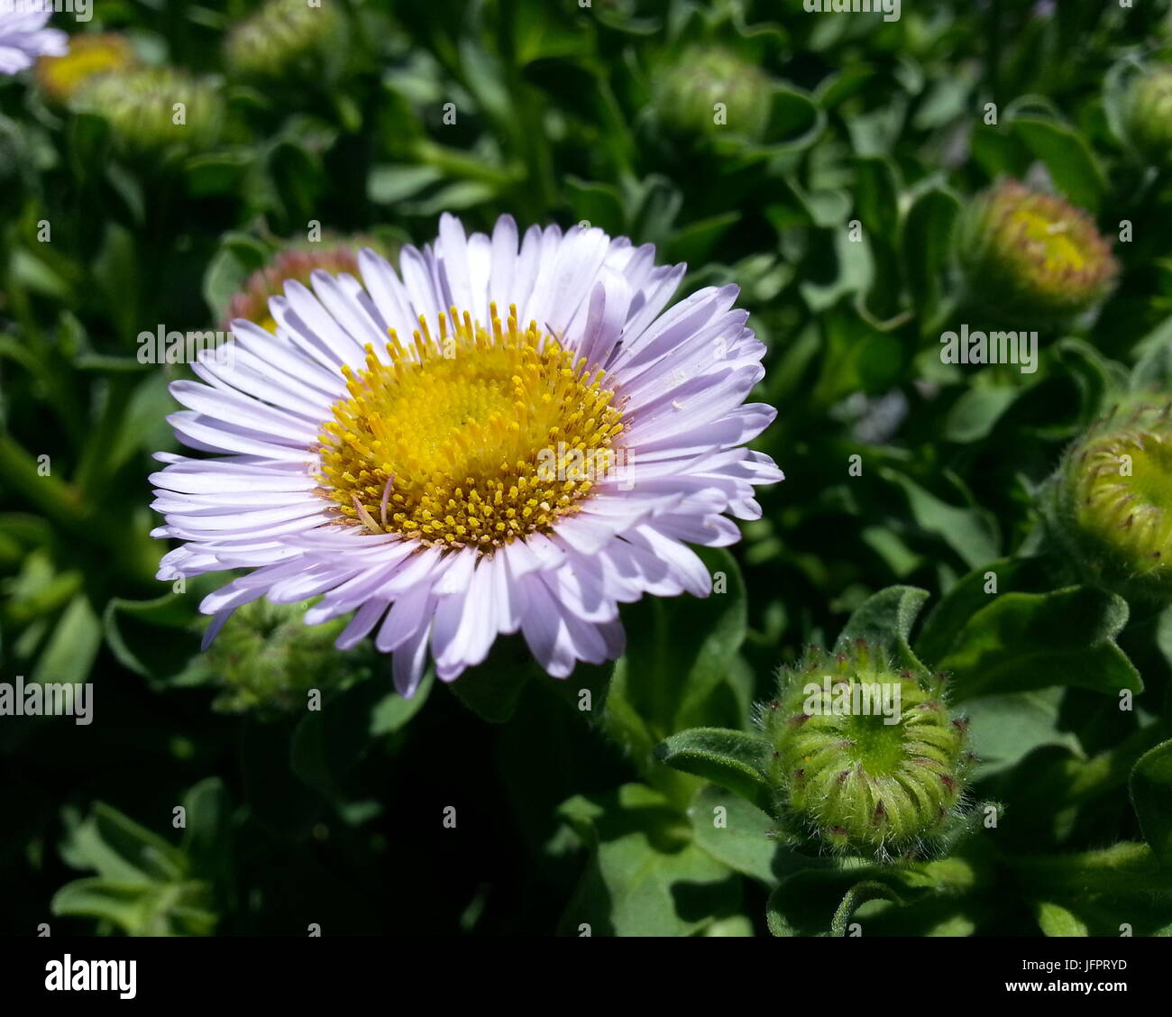 Seaside daisy hi-res stock photography and images - Alamy