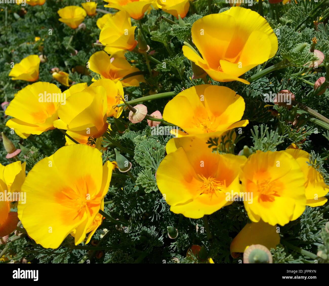 Yellow California Poppies Stock Photo - Alamy