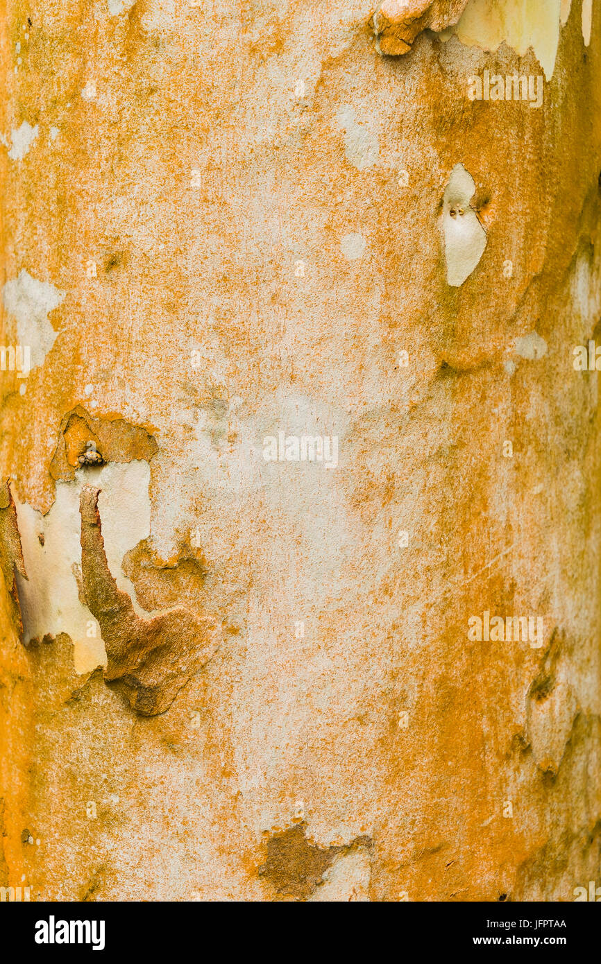Old Bark Tree texture background, Brown Tree trunk close up Stock Photo ...