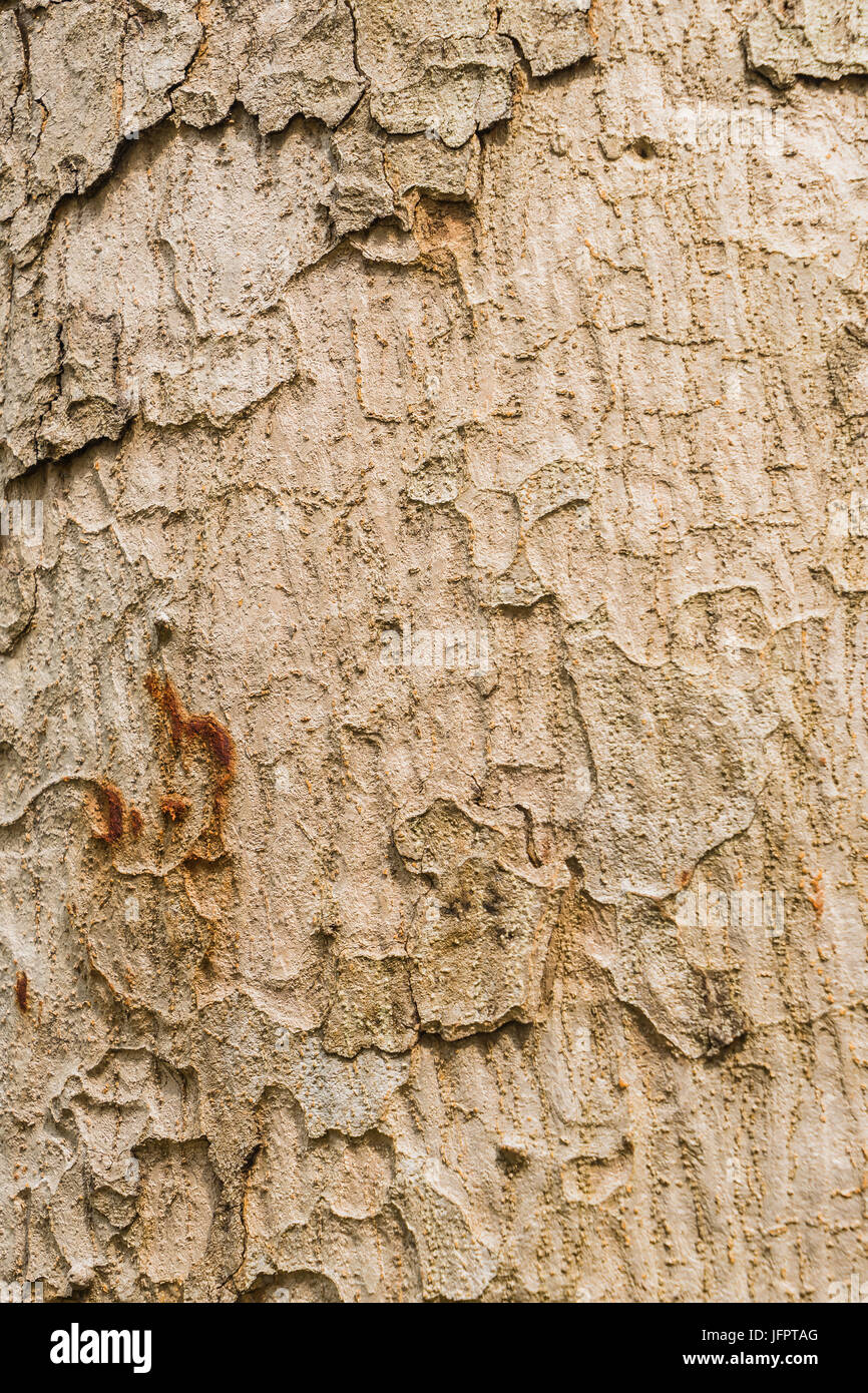 Old Bark Tree texture background, Brown Tree trunk close up Stock Photo ...