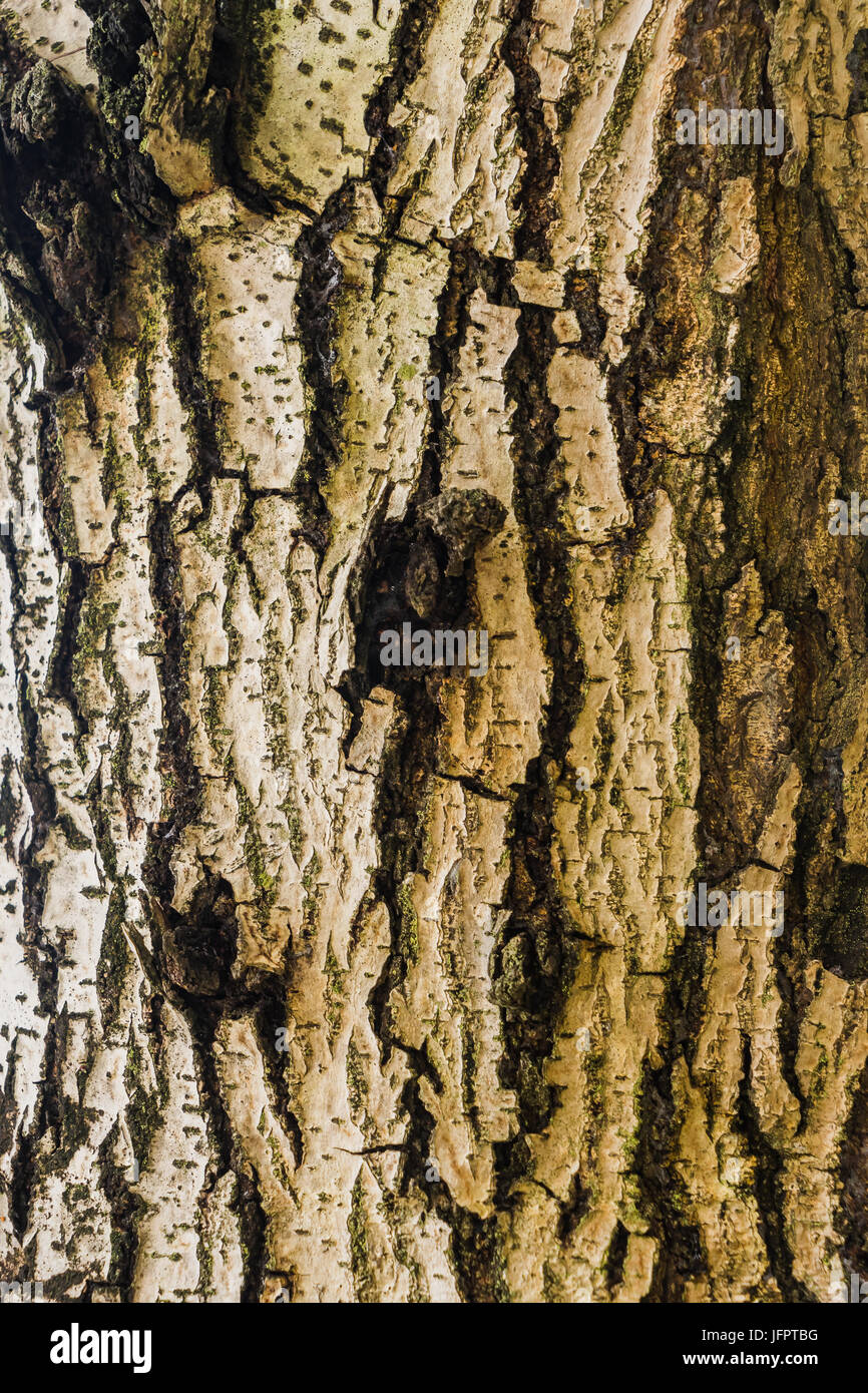 Old Bark Tree texture background, Brown Tree trunk close up Stock Photo ...